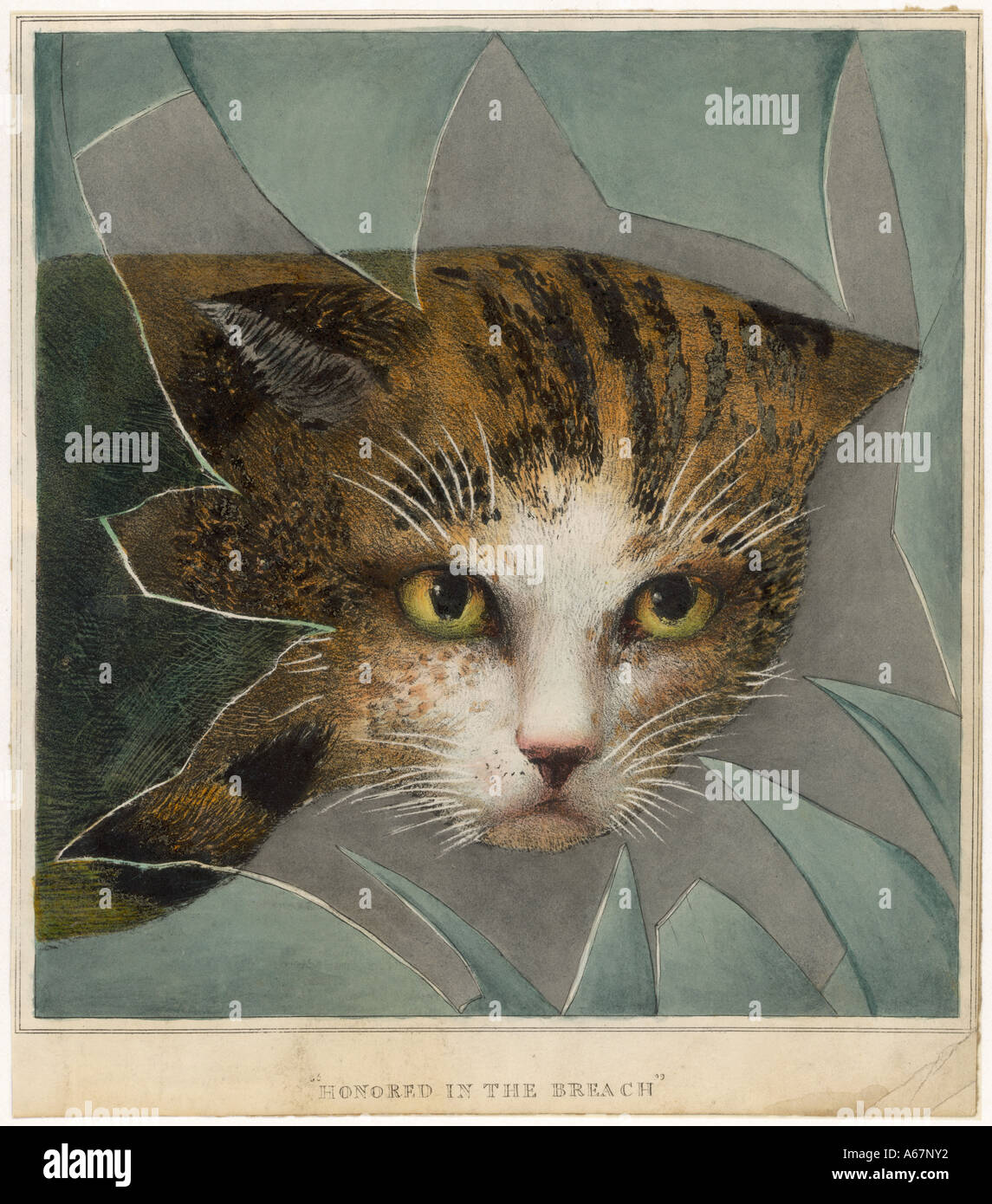 Cat And Broken Window Stock Photo - Alamy