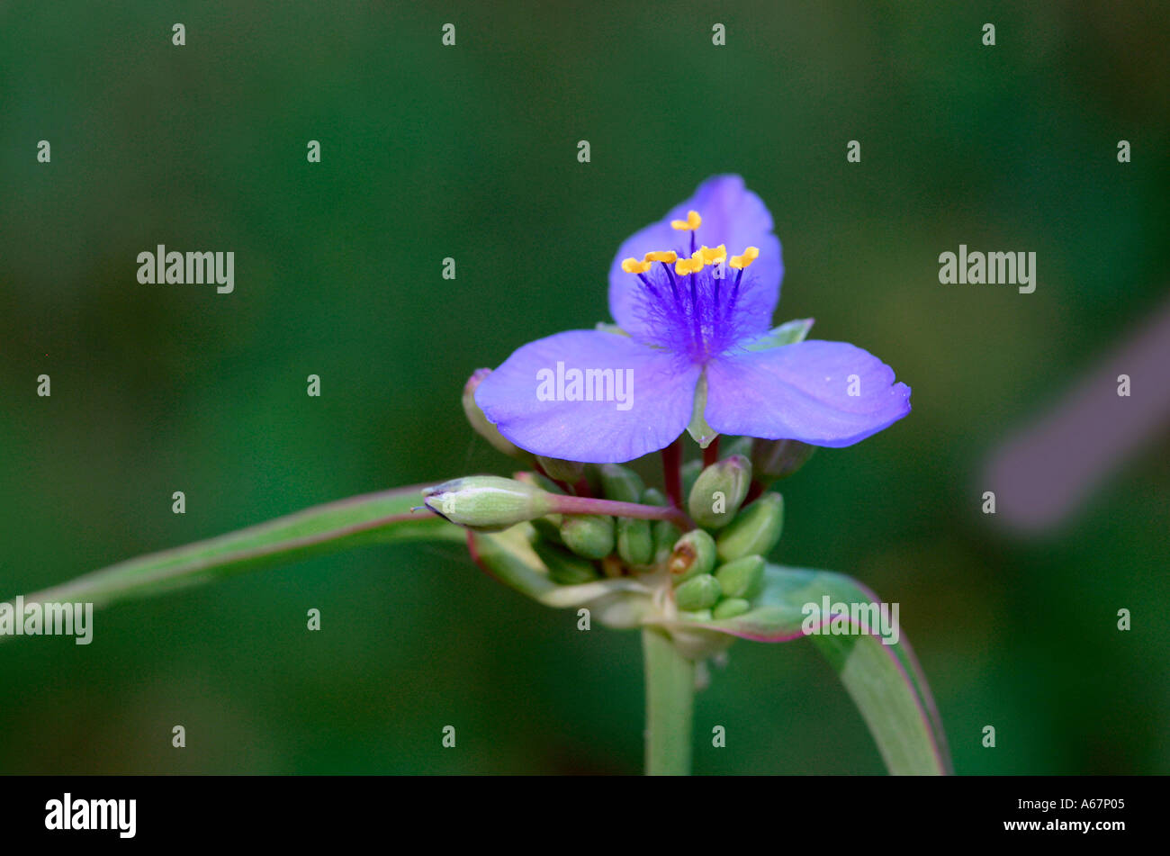 Spiderwort Tradescantia ohiensis flowers wild Stock Photo - Alamy