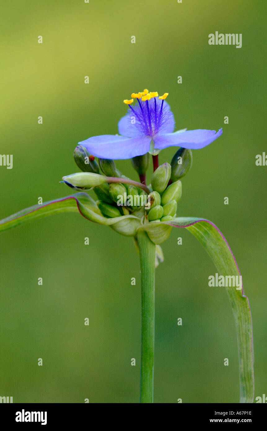 Spiderwort Tradescantia ohiensis flowers wild Stock Photo - Alamy