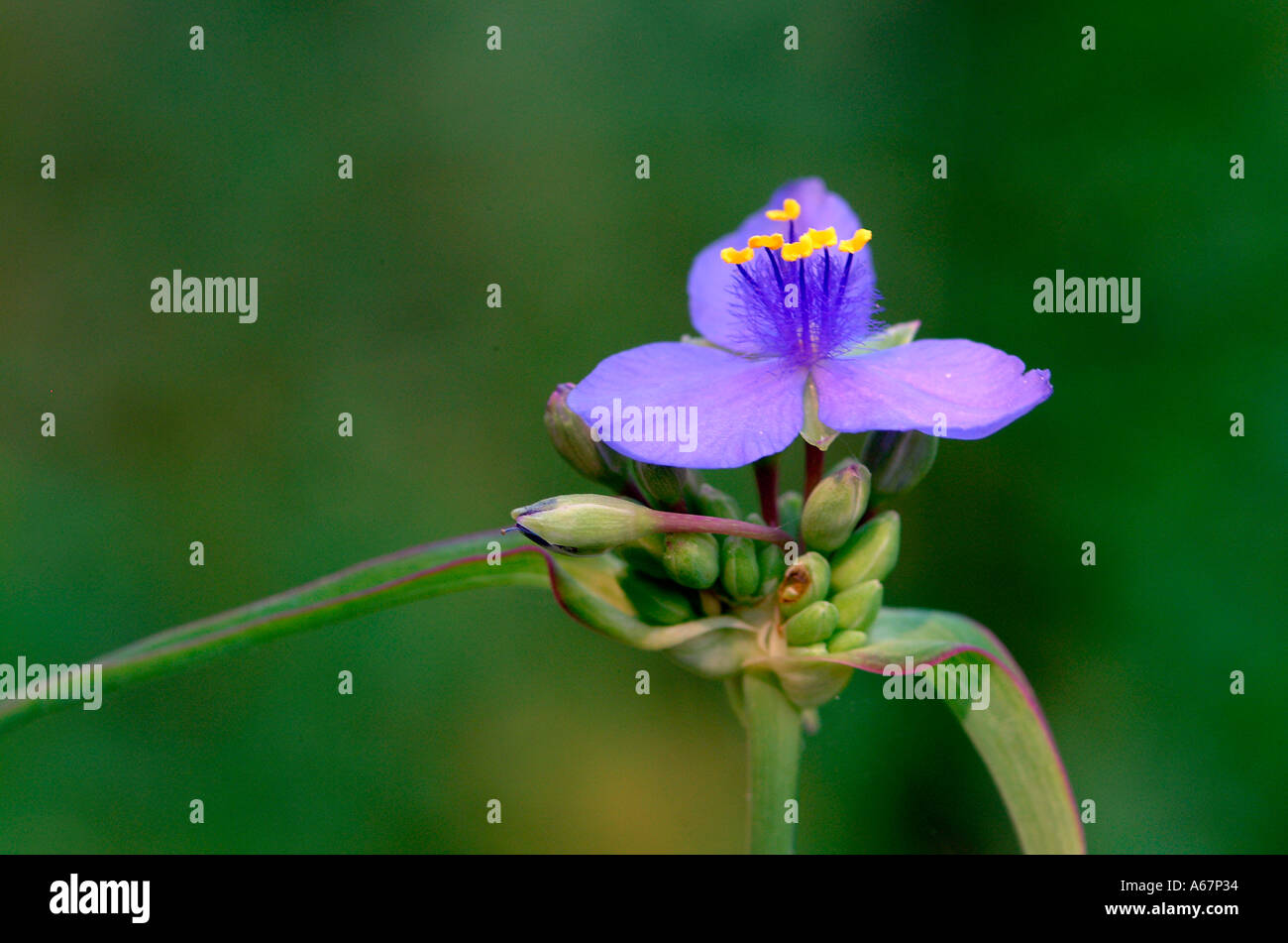 Spiderwort Tradescantia ohiensis flowers wild Stock Photo - Alamy