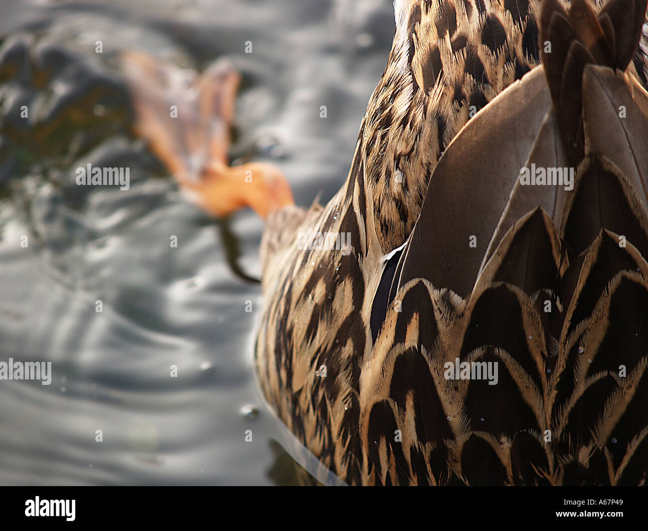 female mallard duck ducking in pond Stock Photo - Alamy