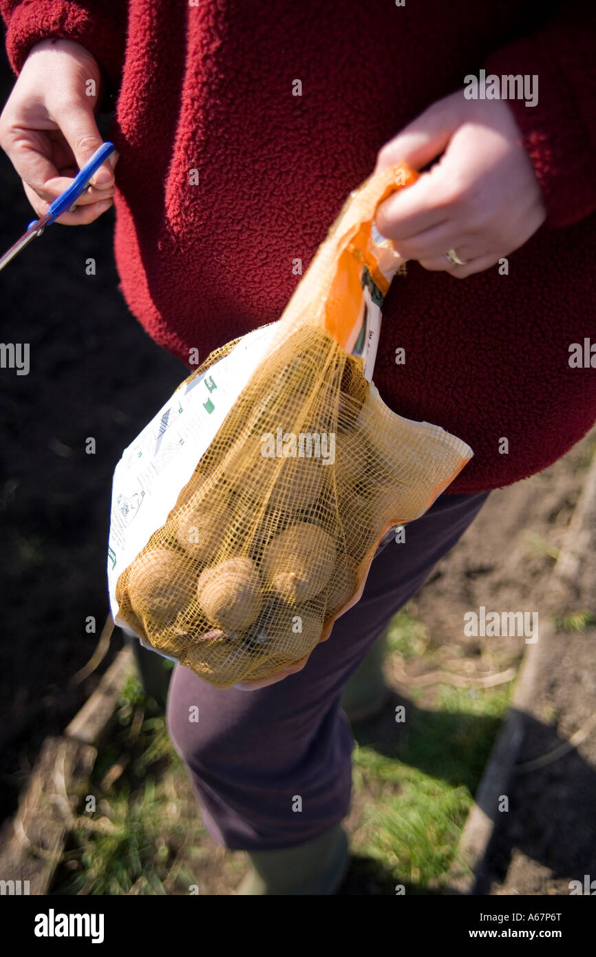 Preparing seed potato hi-res stock photography and images - Alamy
