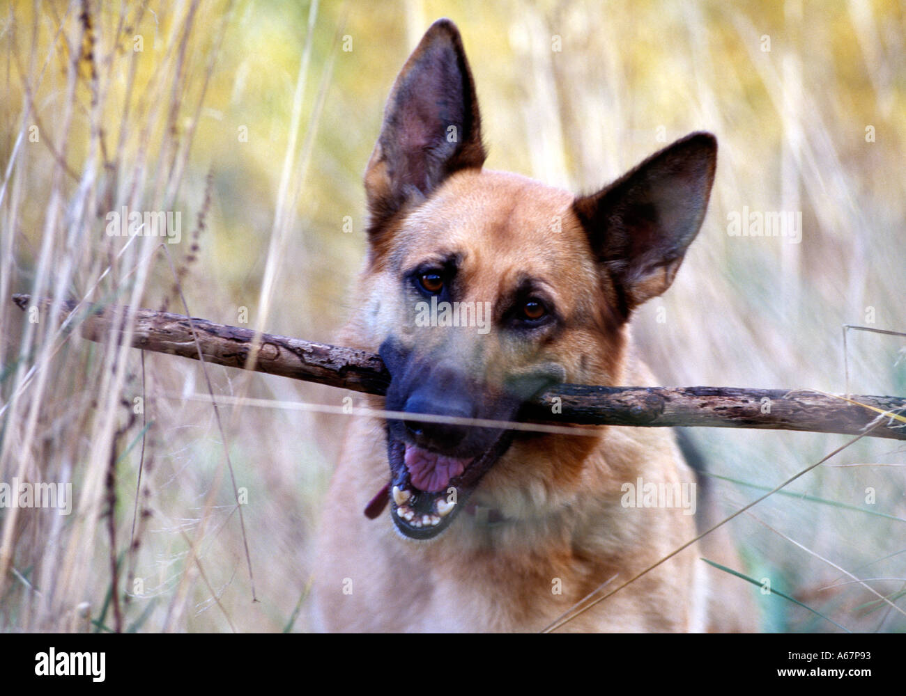 german shepherd fetching branch running through field Stock Photo - Alamy