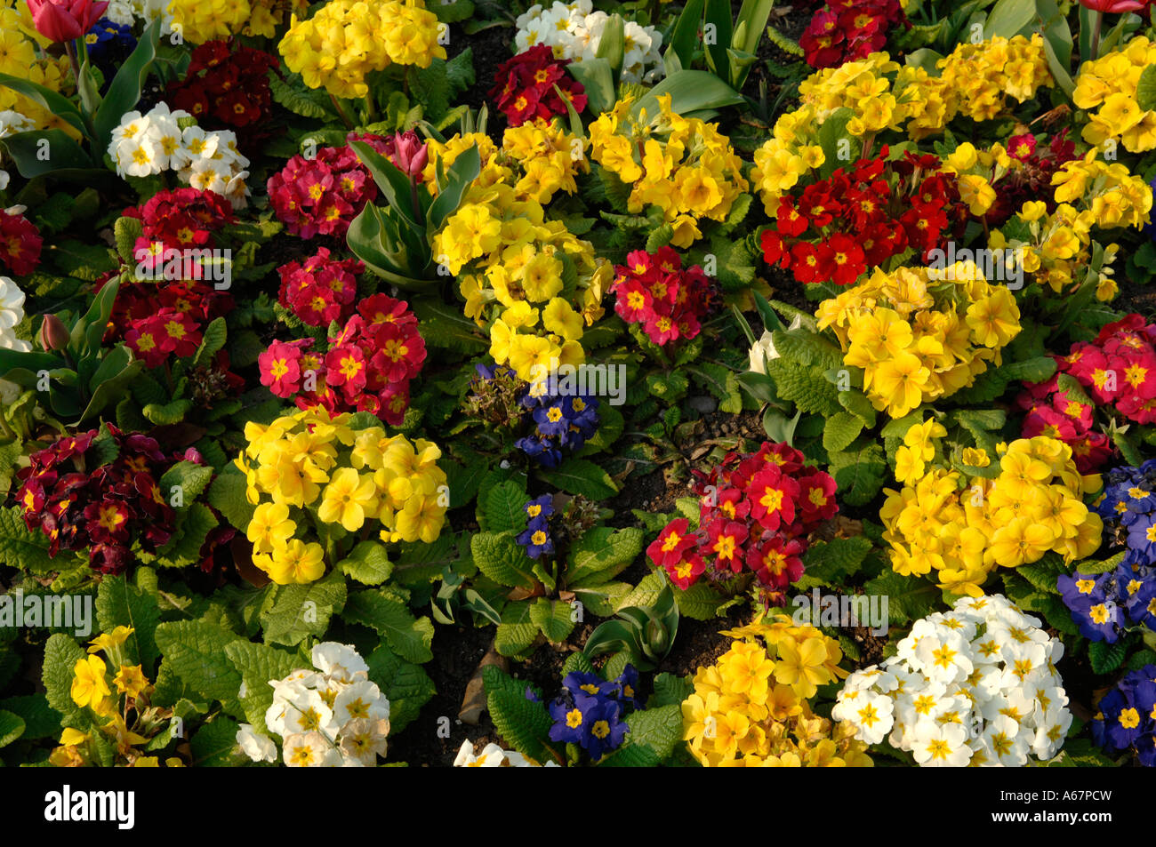 Trditional English Flower Bed Stock Photo - Alamy