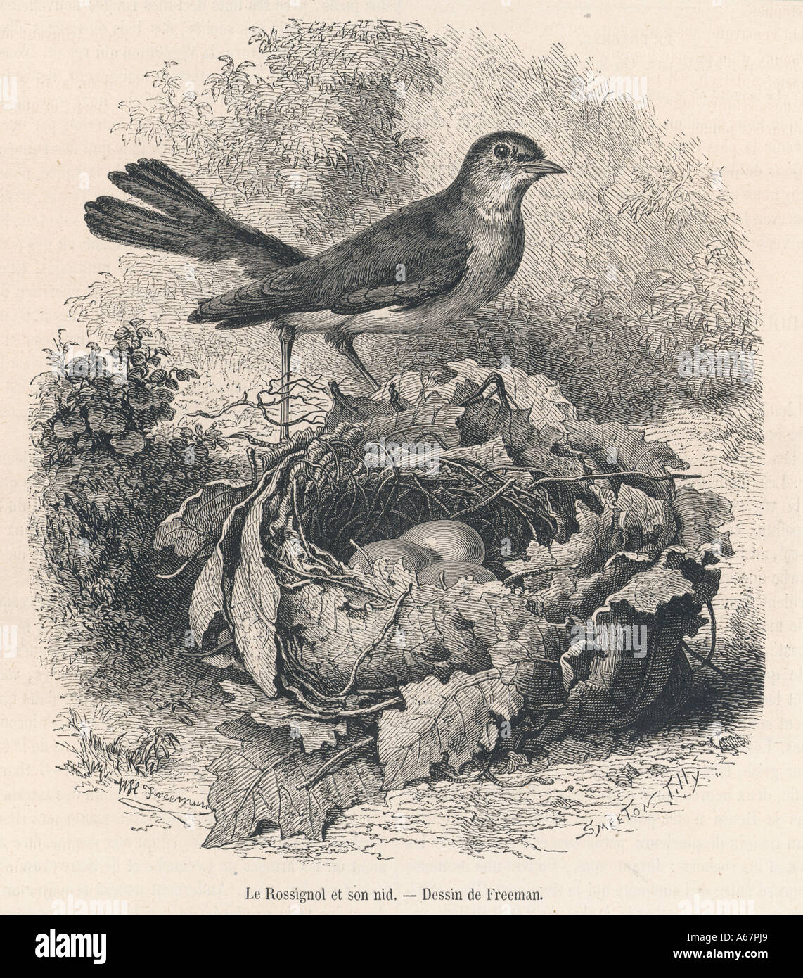 Birds nightingale hi-res stock photography and images - Alamy