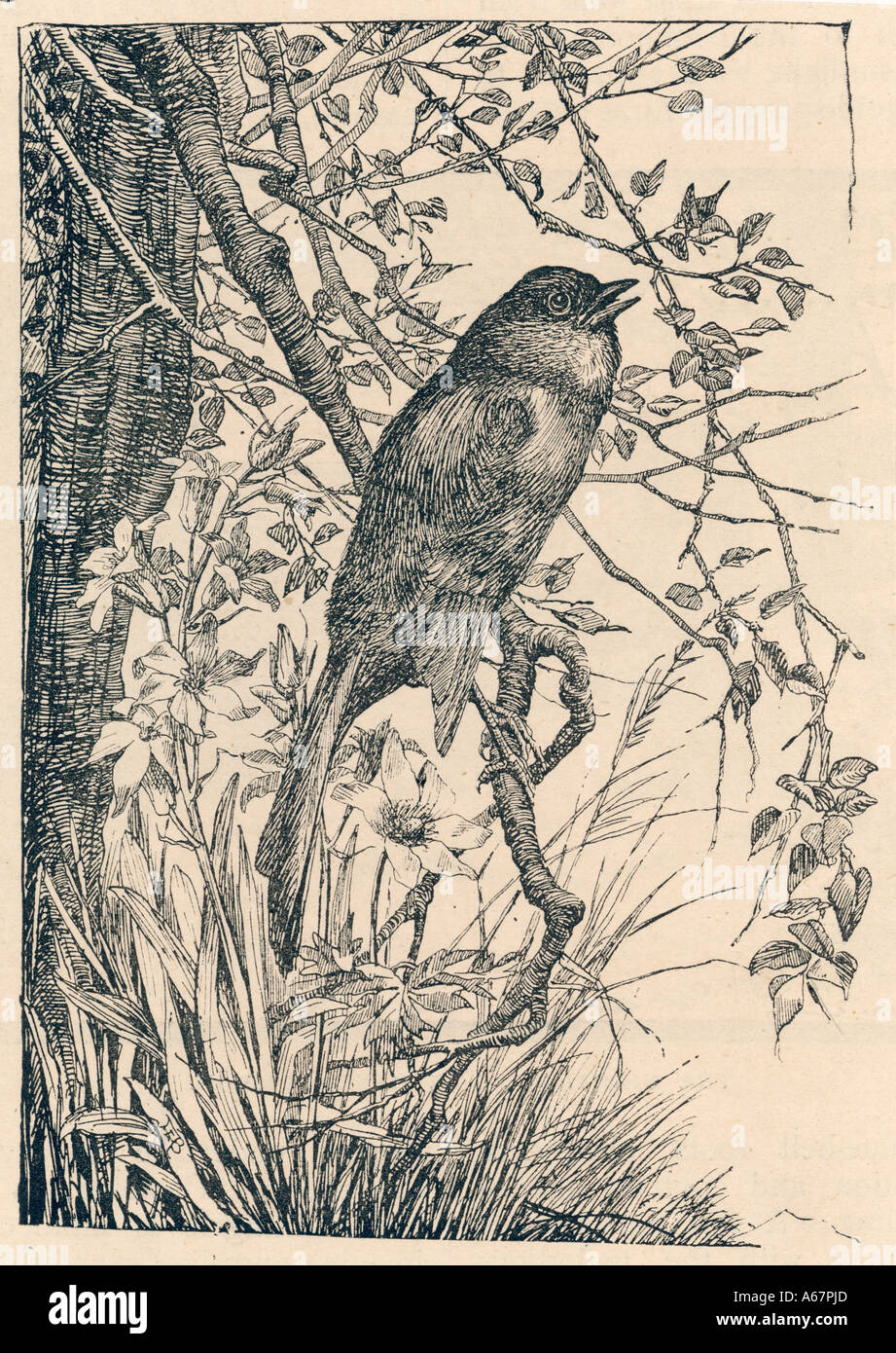 Birds nightingale hi-res stock photography and images - Alamy