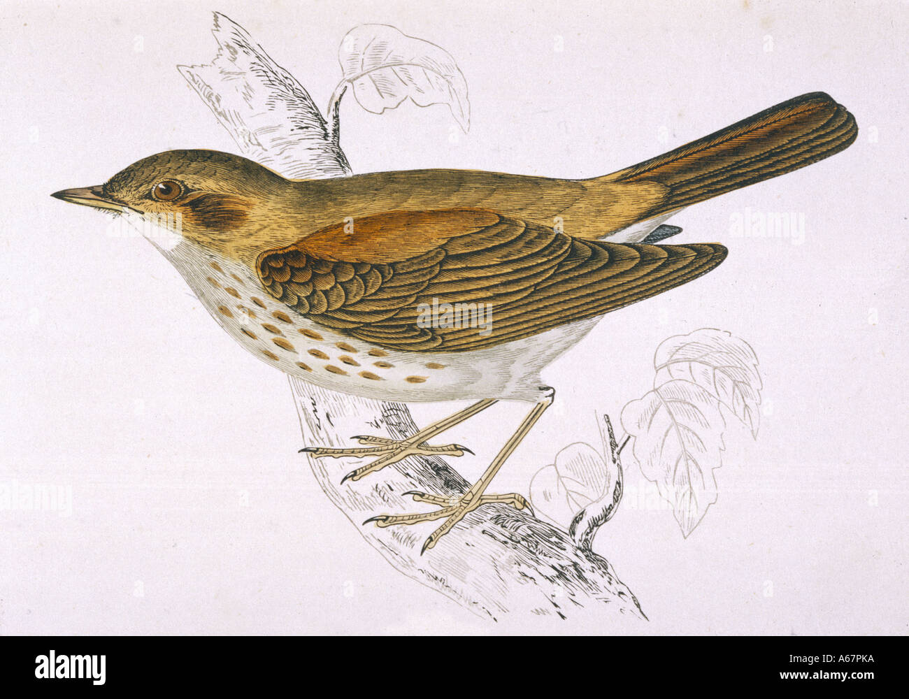 Turdus musicus morris hi-res stock photography and images - Alamy