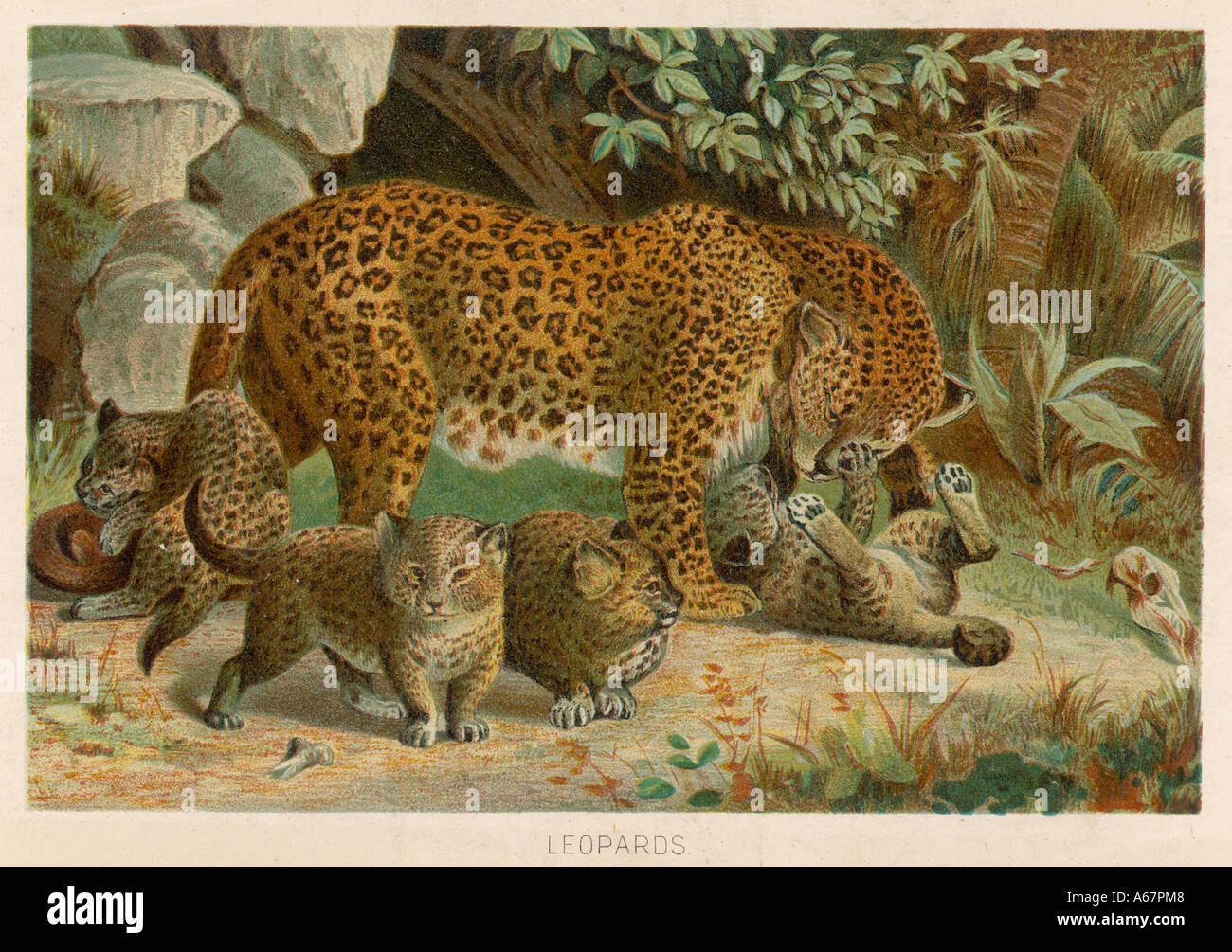 Leopard And Its Young Stock Photo - Alamy