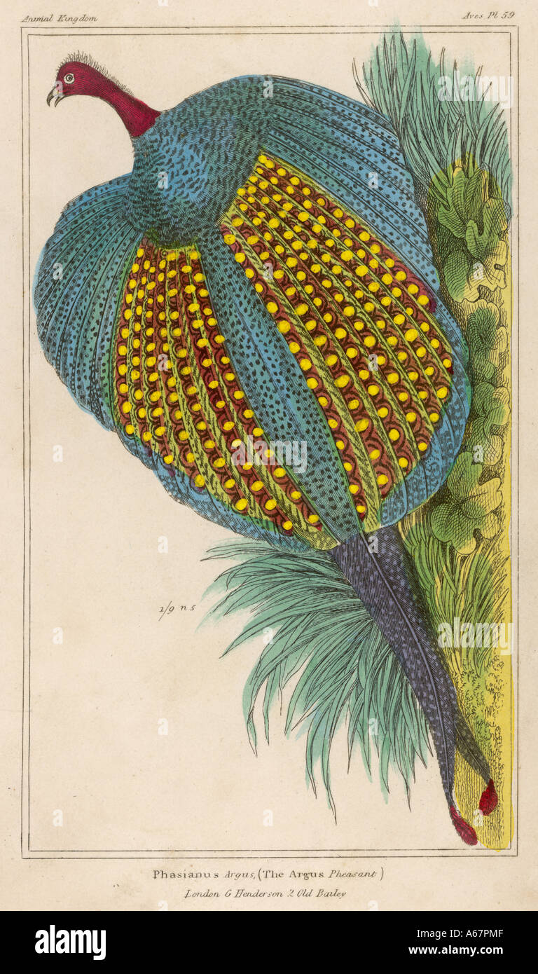 Argus argus pheasant argusianus argus hi-res stock photography and ...