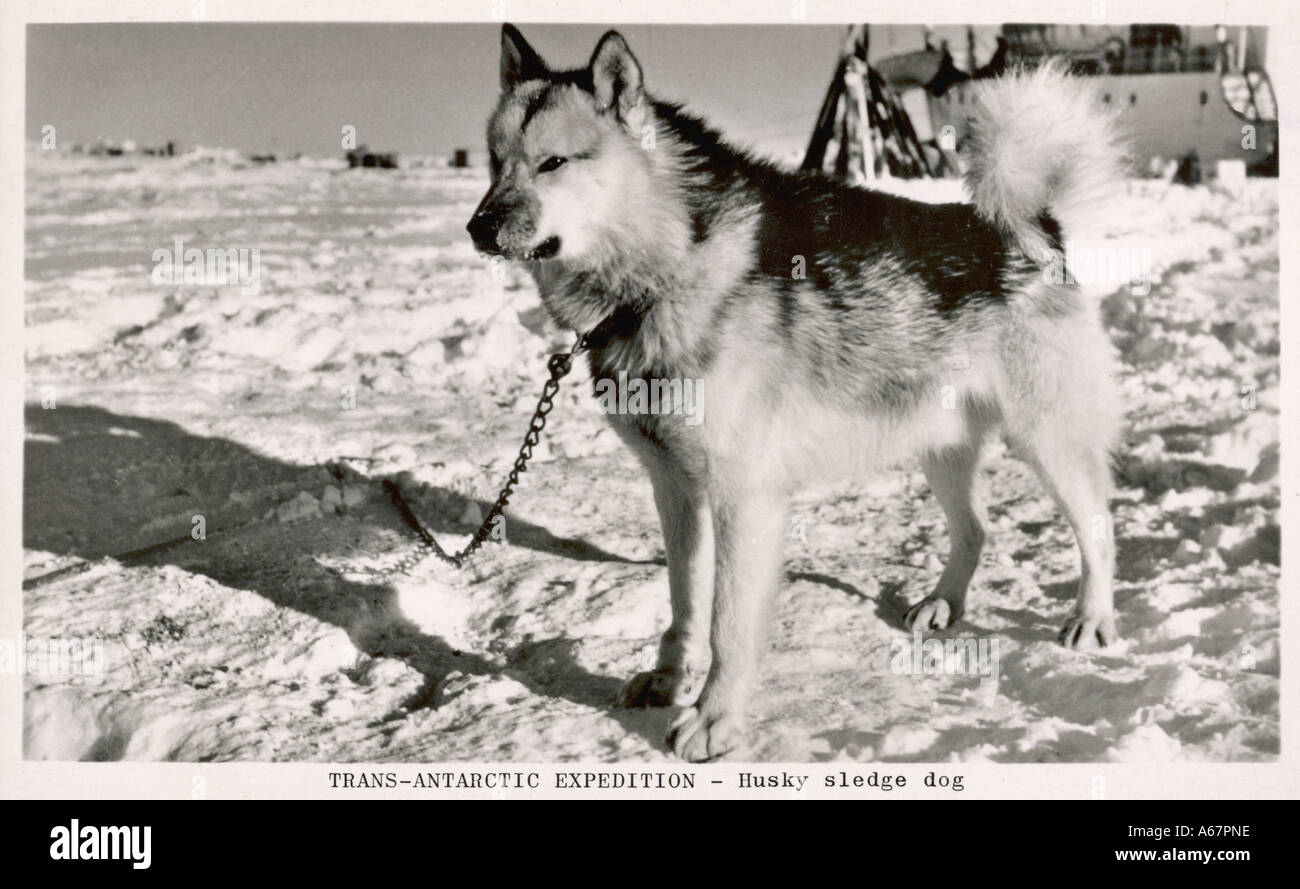 Antarctic dog hi-res stock photography and images - Alamy