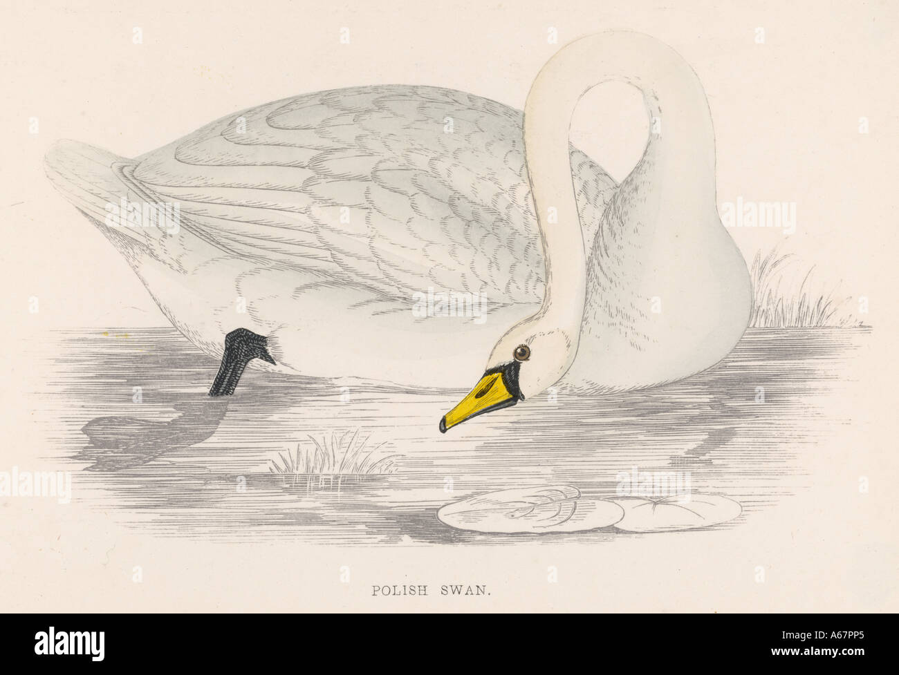 Polish Swan Morris Stock Photo - Alamy