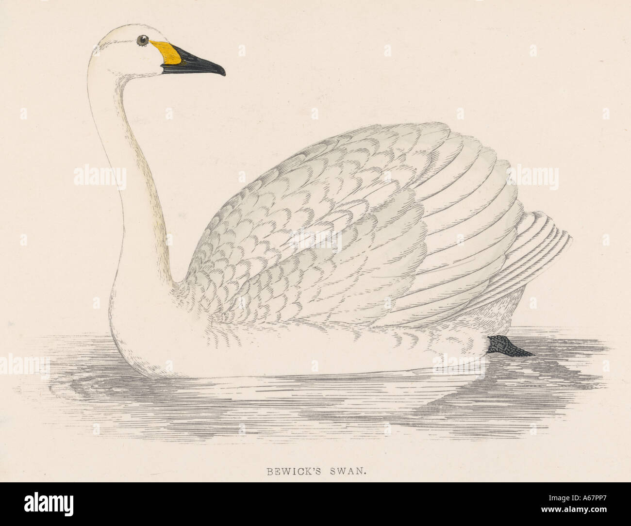 Bewick s swan hi-res stock photography and images - Alamy