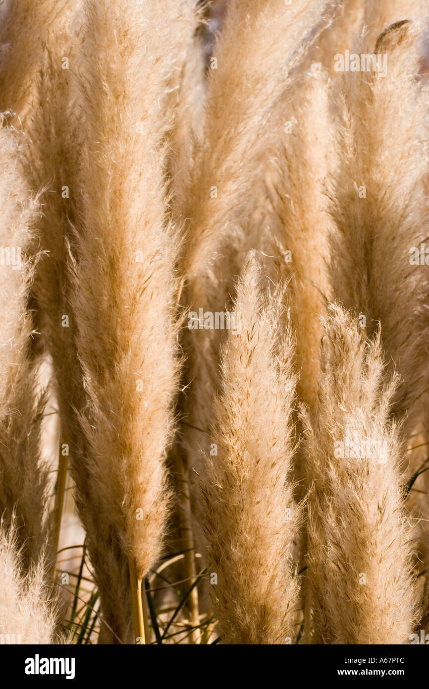 Bullrushes hi-res stock photography and images - Alamy
