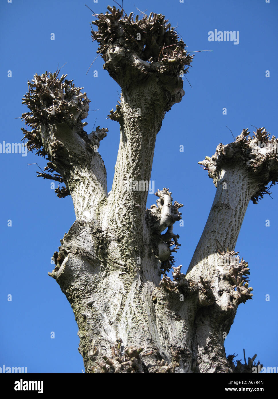Pollarded tree hi-res stock photography and images - Alamy