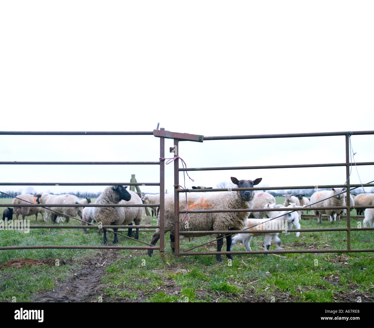 a field of sheep behind a gate Stock Photo - Alamy