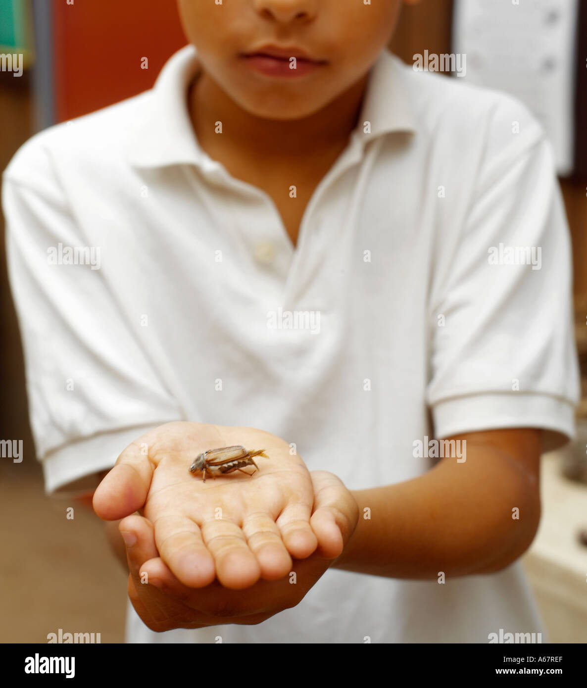 Child holding a beetle hi-res stock photography and images - Alamy