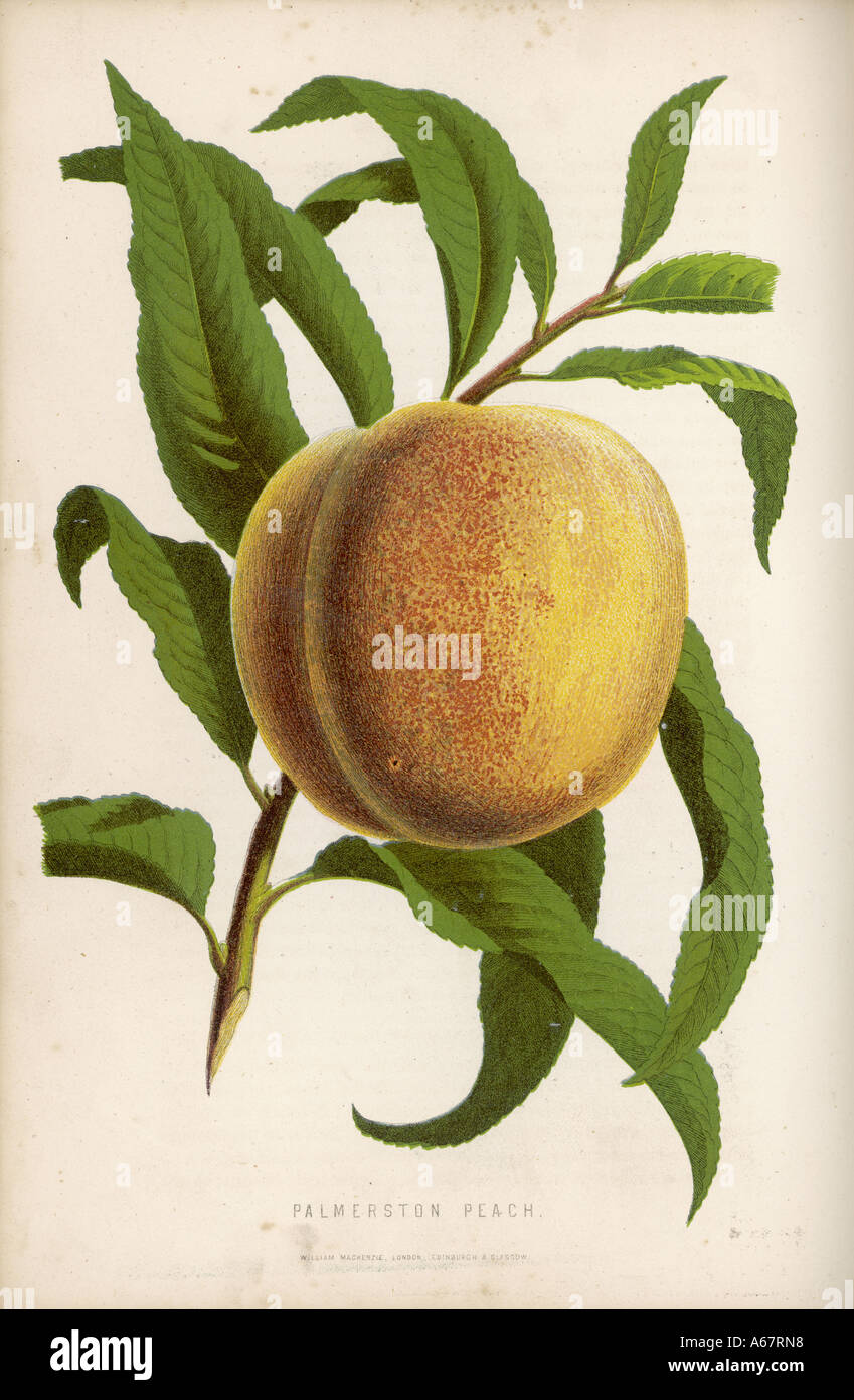 Peach historical hi-res stock photography and images - Alamy