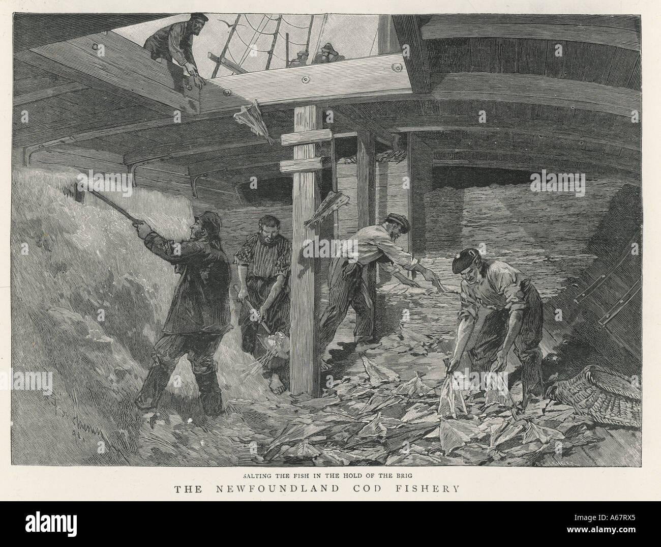 Cod fishing newfoundland hi-res stock photography and images - Alamy