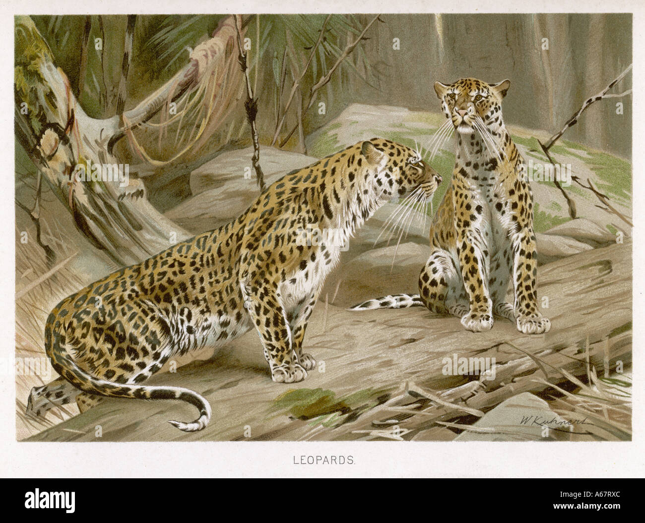 Kuhnert hi-res stock photography and images - Alamy