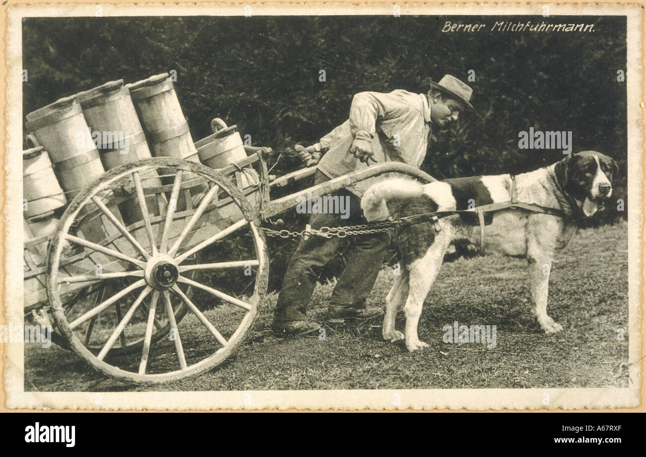 St Bernard And Milk Cart Stock Photo - Alamy