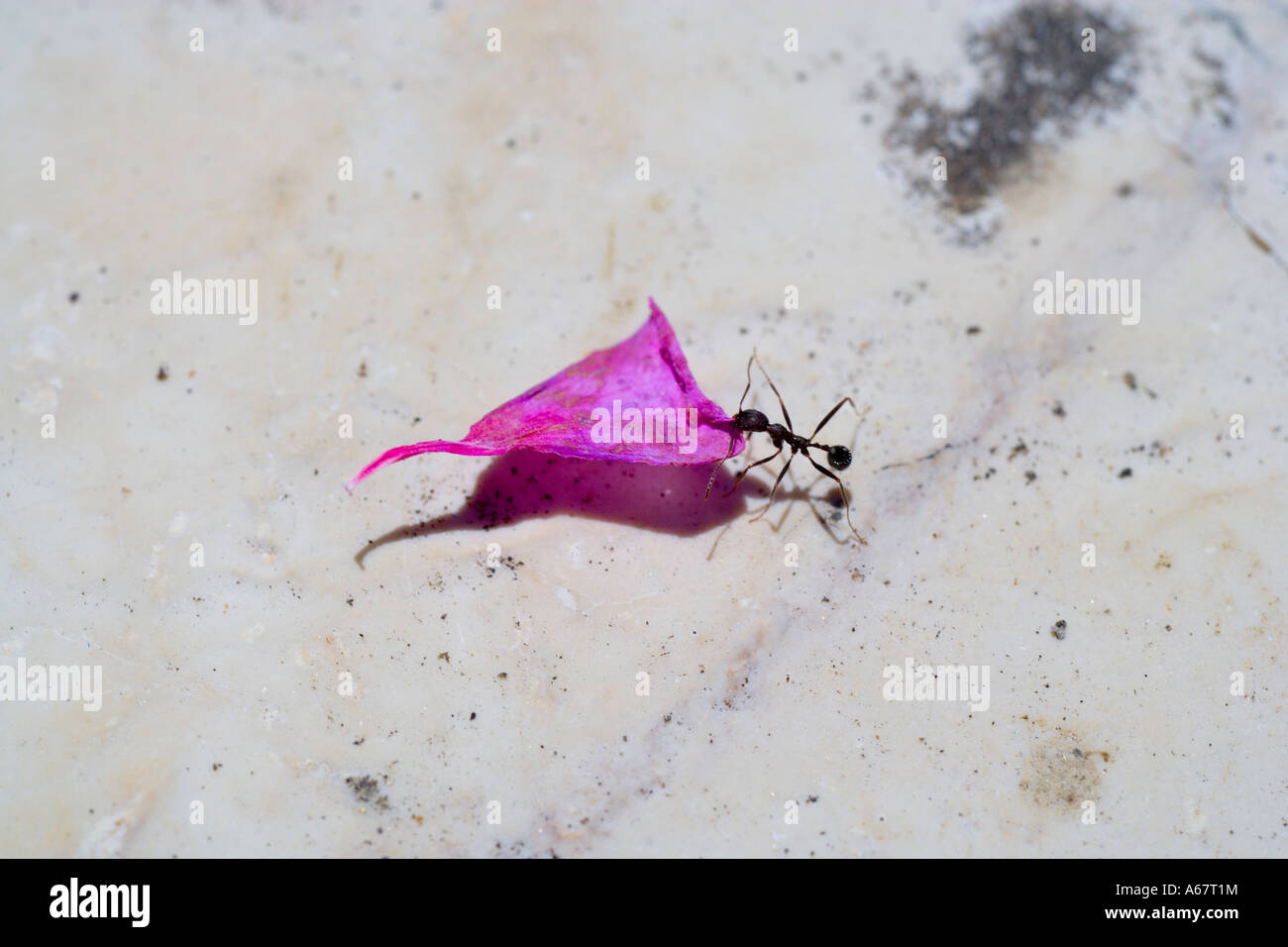 Ant carrying pink flower petal Corfu Island Greece JMH2643 Stock Photo ...