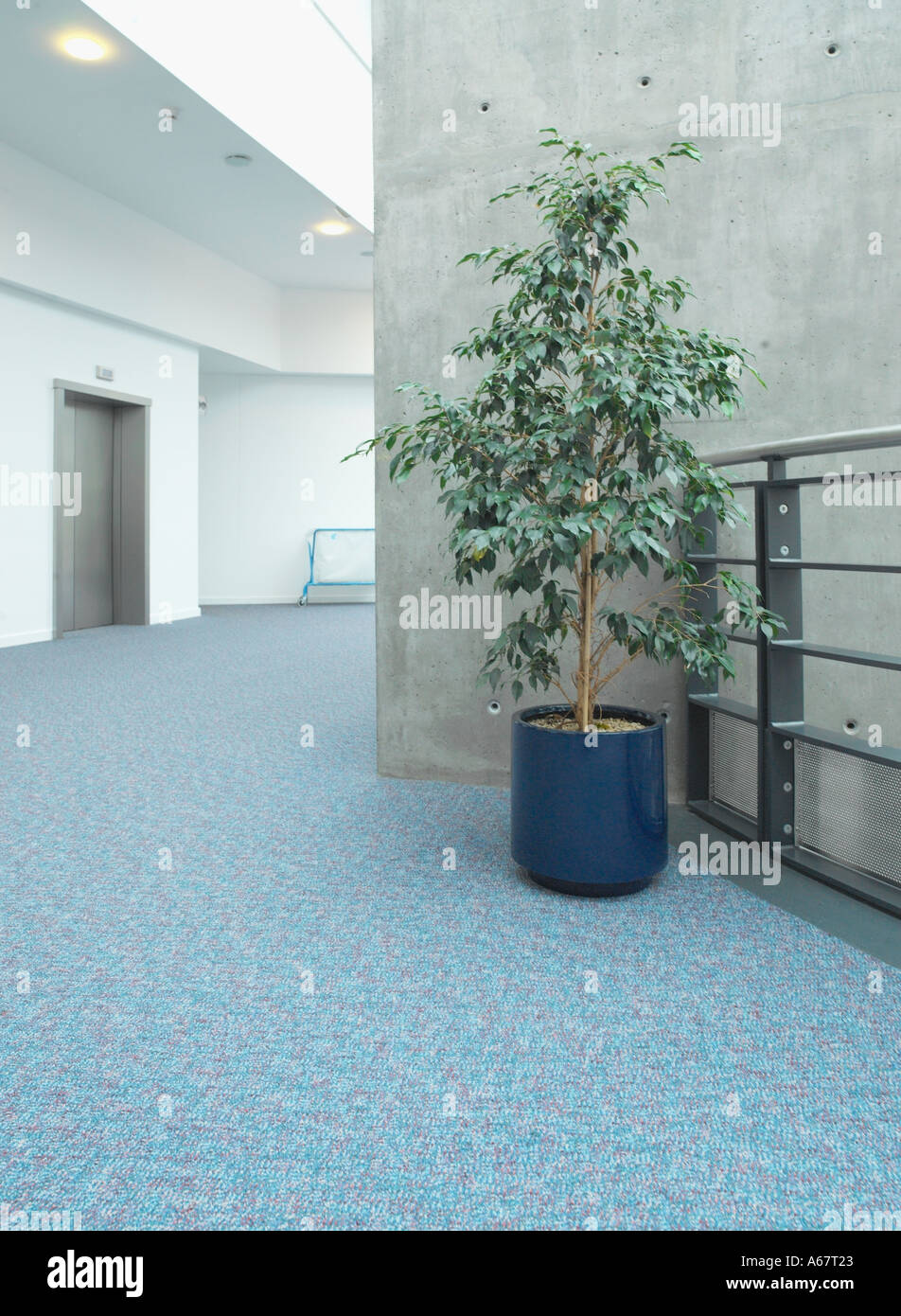 planted tree in office space Stock Photo - Alamy