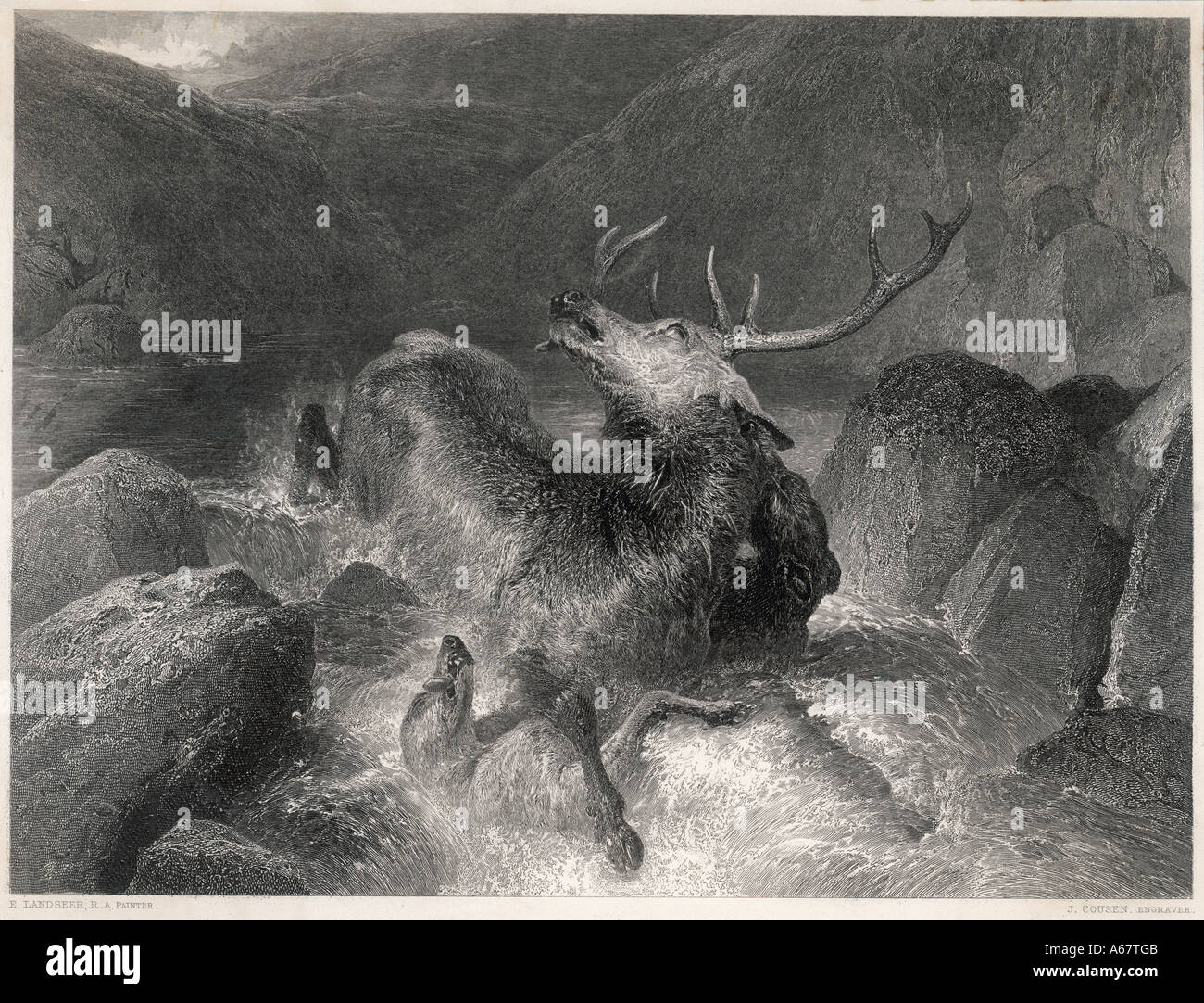 Stag at bay hi-res stock photography and images - Alamy