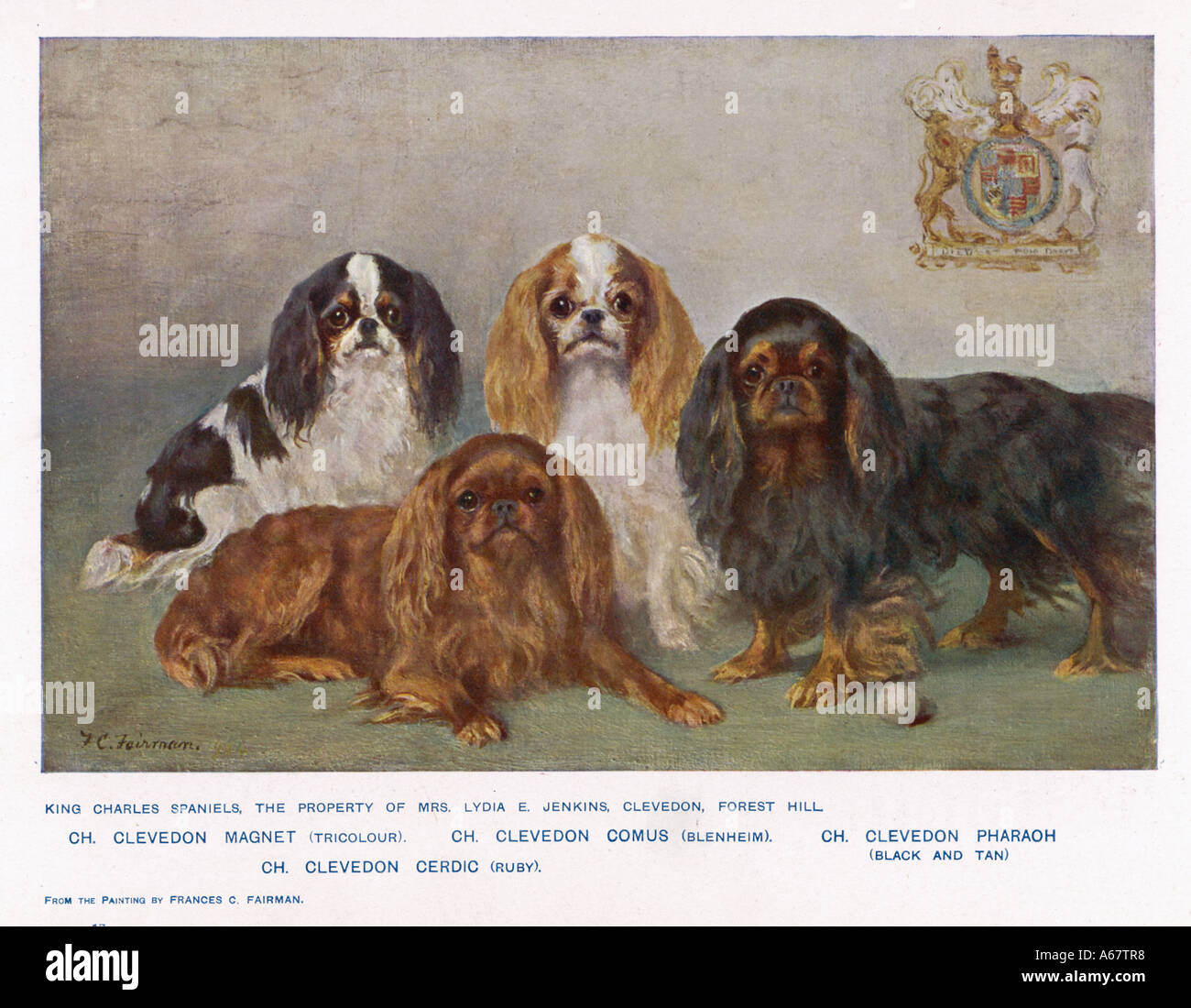 Four Types Of Kc Spaniel Stock Photo - Alamy