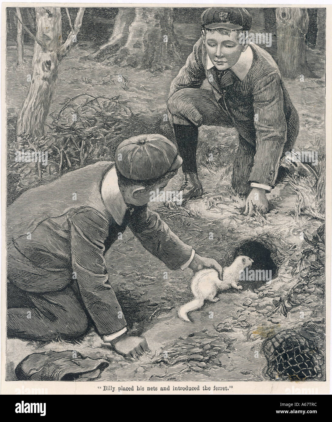 Ferret hunting hi-res stock photography and images - Alamy