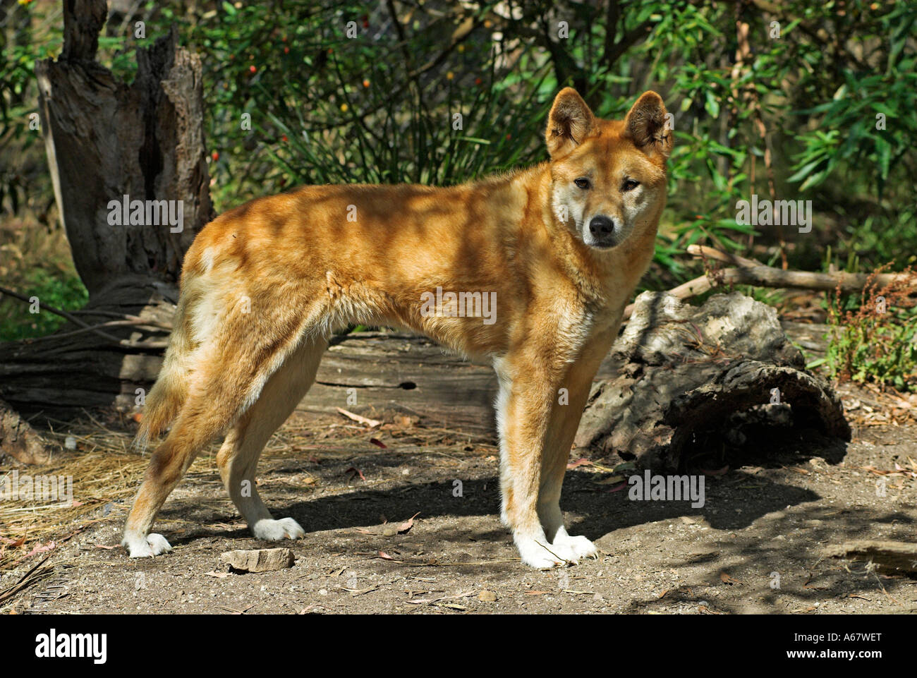 Are There Dingoes In Victoria