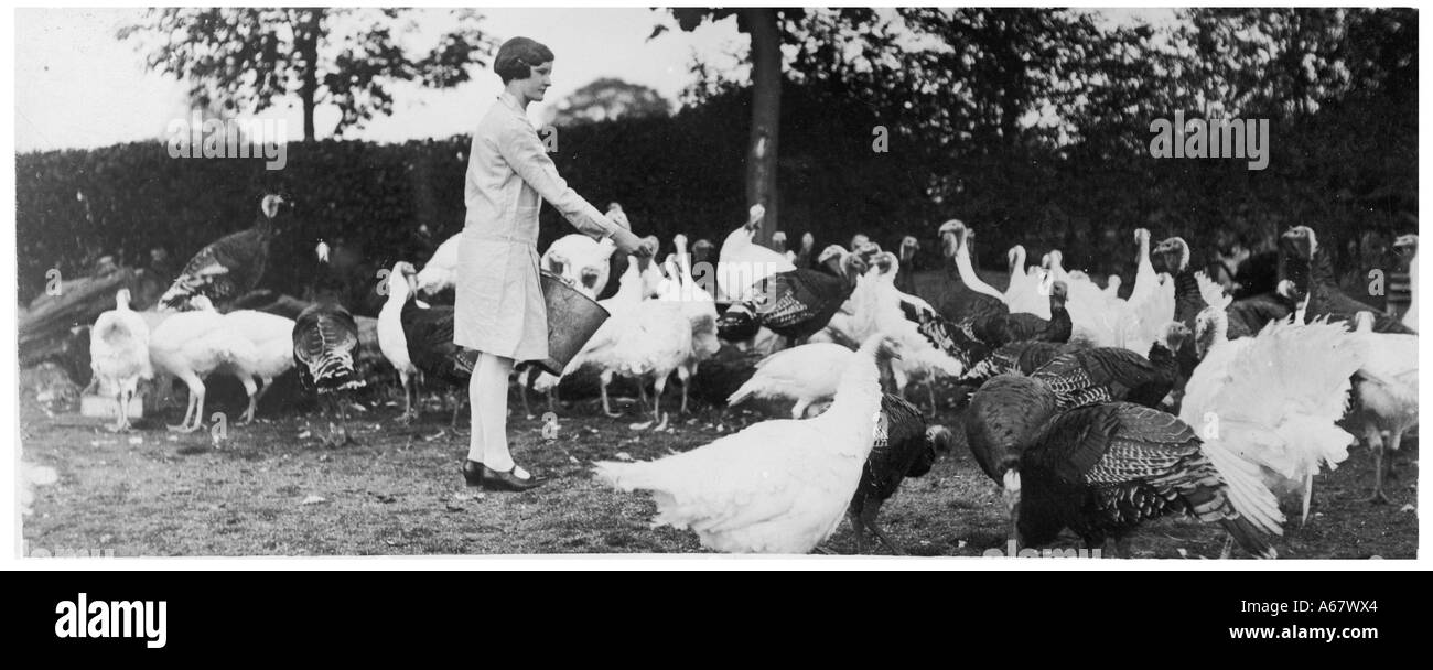 Hand Reared Turkeys Stock Photo - Alamy