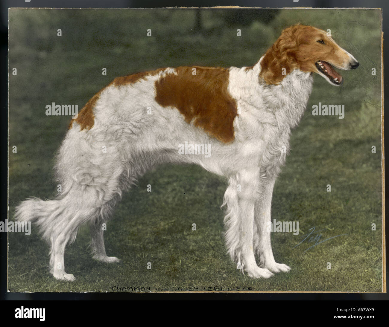 Borzoi history hi-res stock photography and images - Alamy