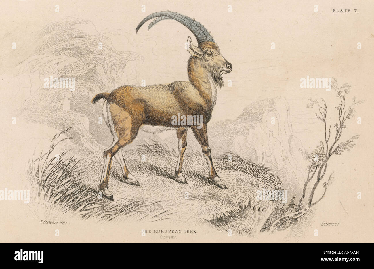 Ibex historical hi-res stock photography and images - Alamy