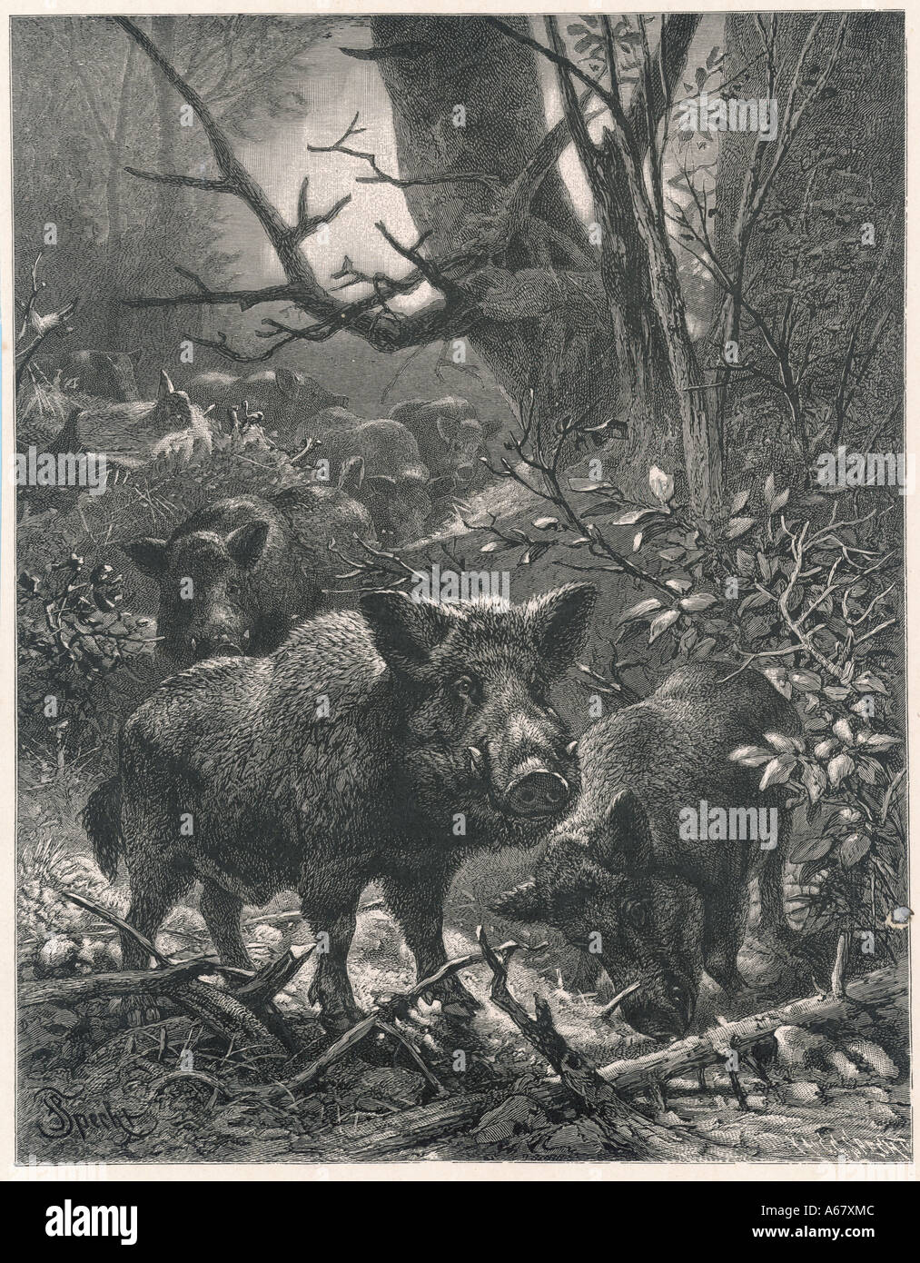 Wild Boar In Woods Stock Photo - Alamy