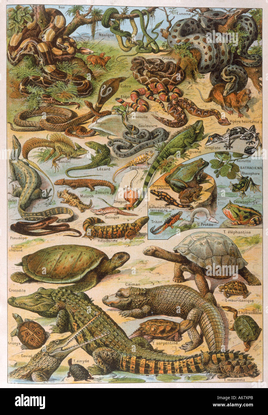 Various reptiles hi-res stock photography and images - Alamy