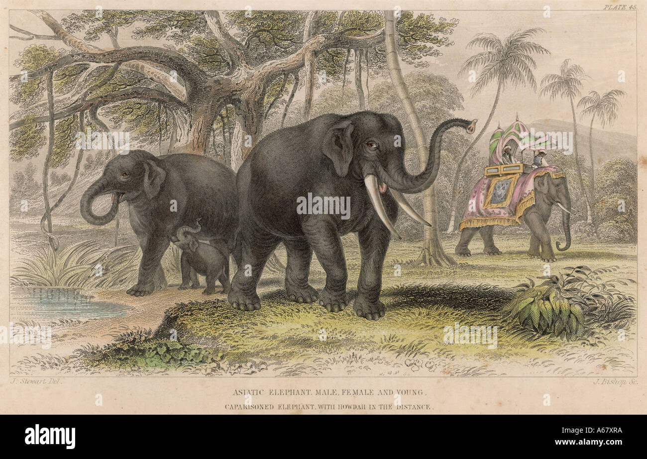 Elephants Howdah 19c Stock Photo - Alamy