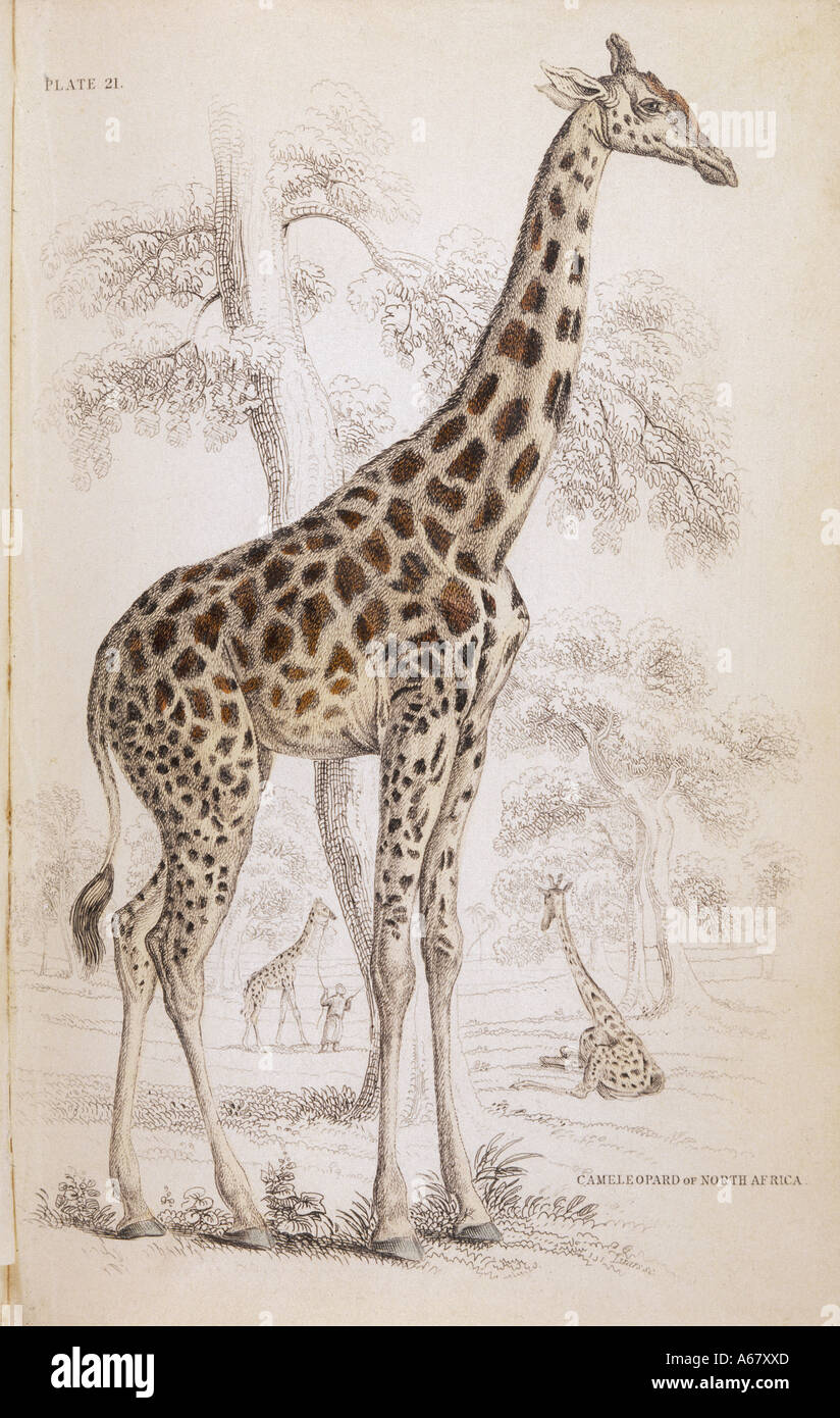 Giraffe nat hi-res stock photography and images - Alamy