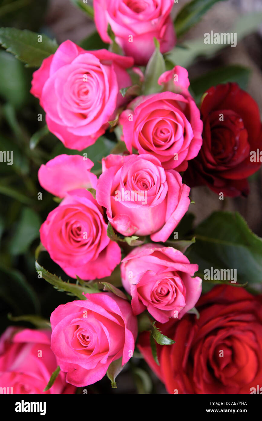 Pink and red roses in bouquet Stock Photo - Alamy