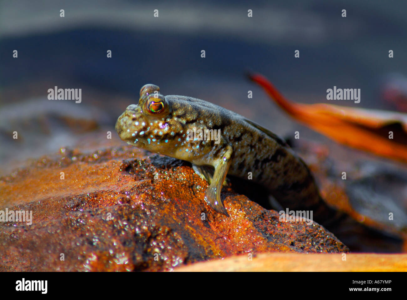 Mudskipper Jumping