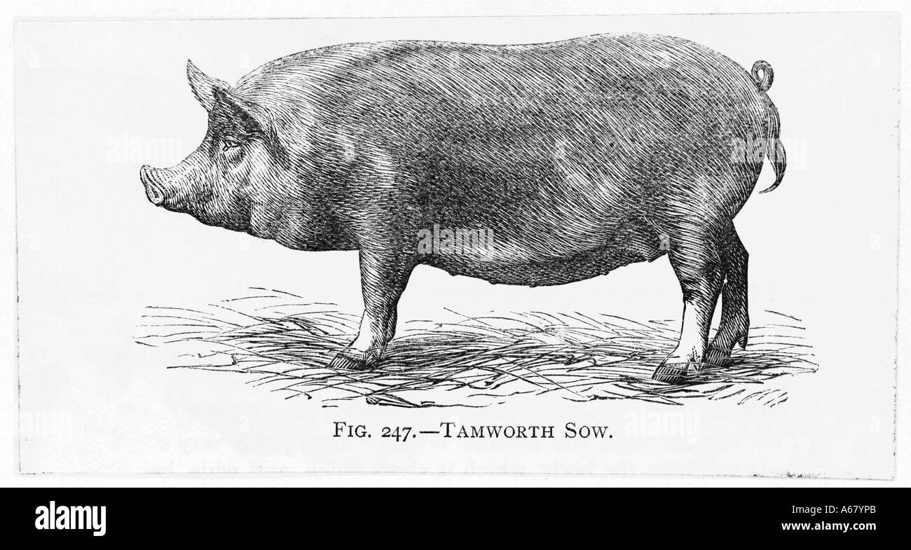 Tamworth history hi-res stock photography and images - Alamy