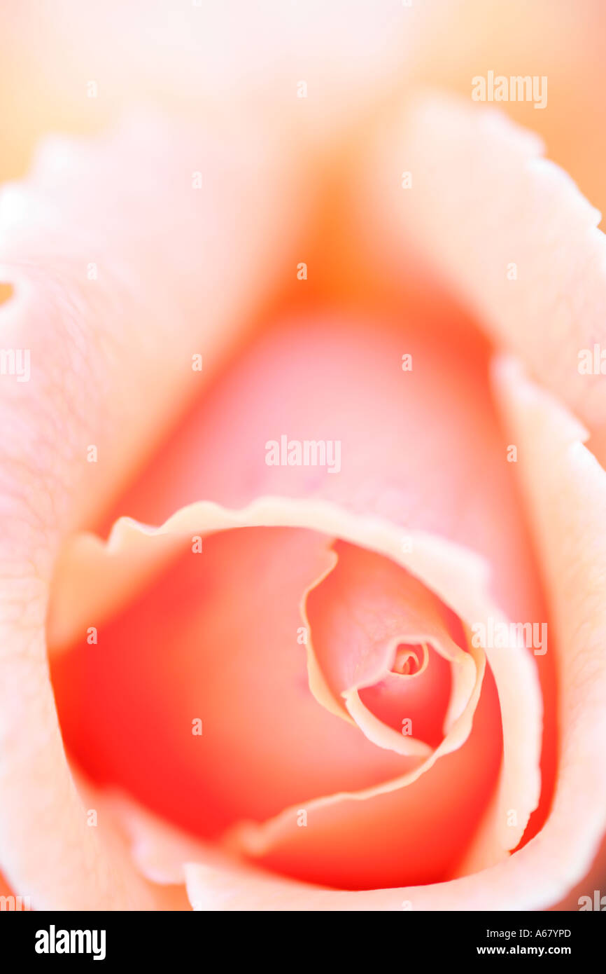 Opening Bud Pink Rose High Resolution Stock Photography and Images - Alamy