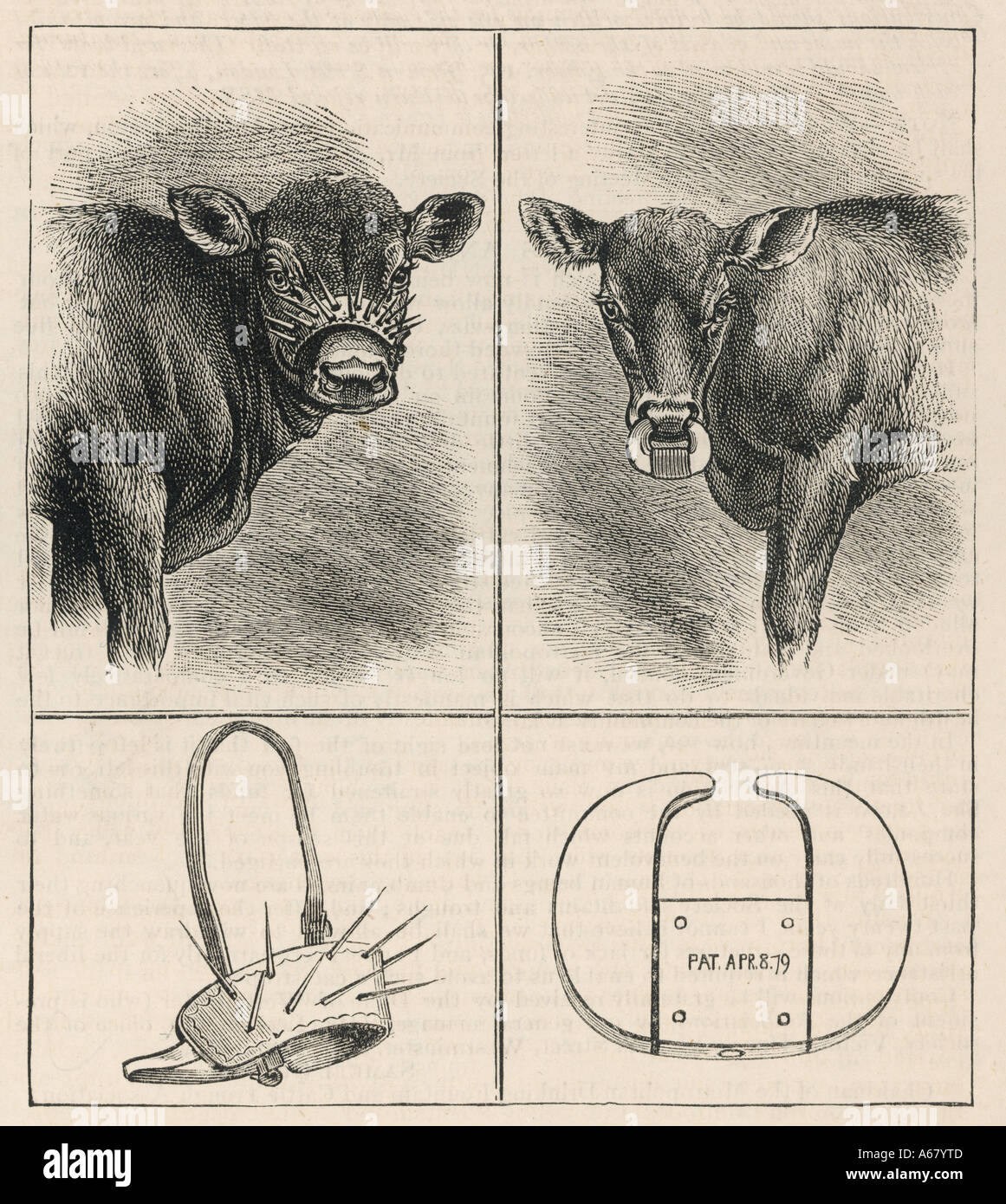 Cattle Calf Weaning Stock Photo - Alamy