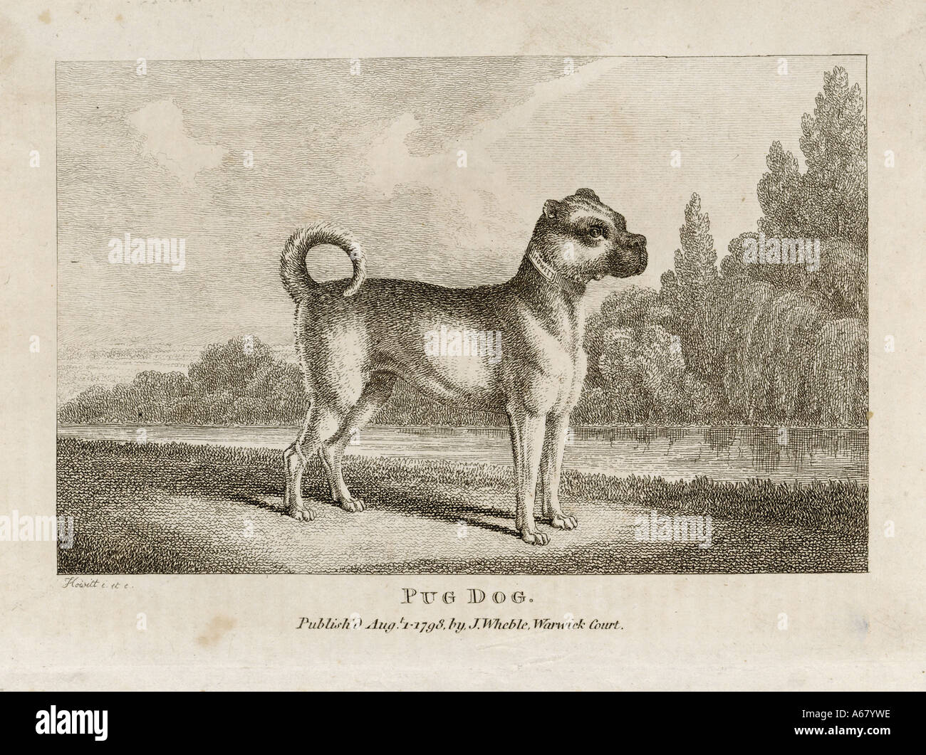 Old Pug High Resolution Stock Photography and Images - Alamy