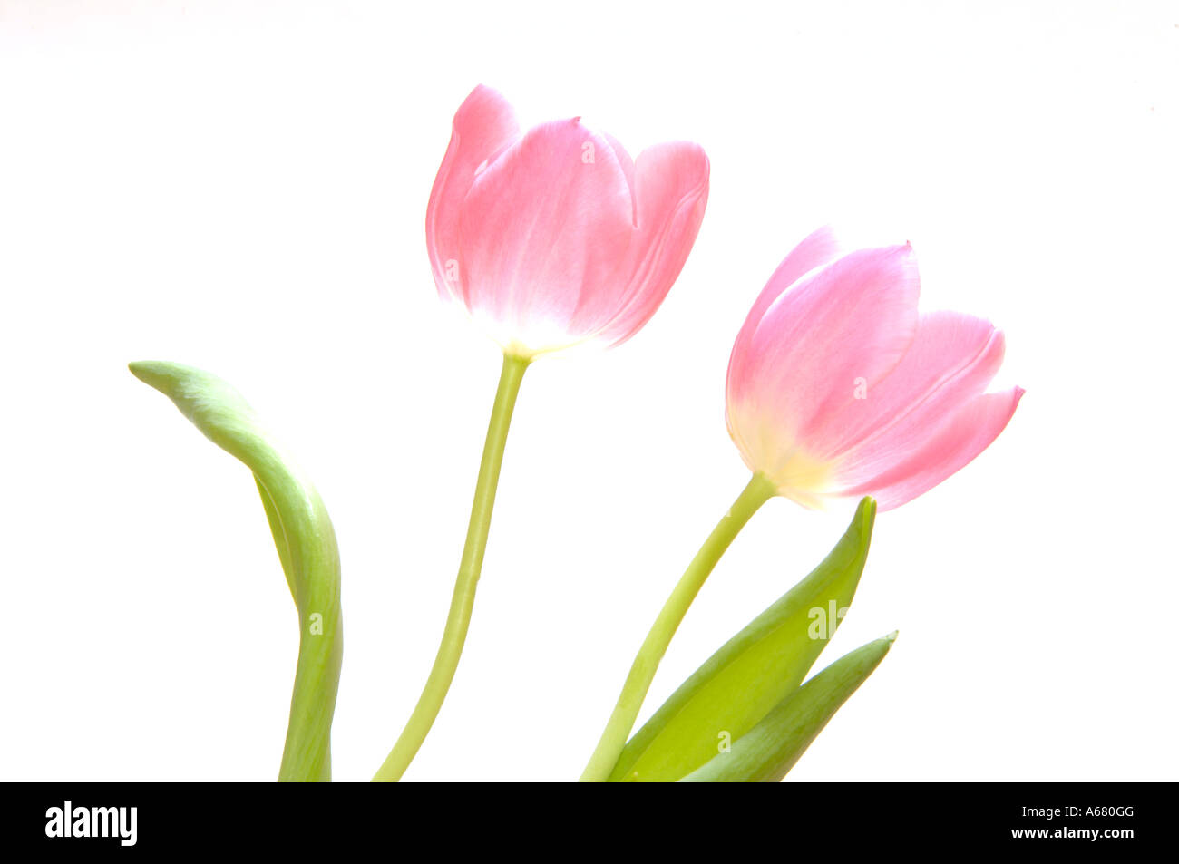 Two cut pink tulips hi-res stock photography and images - Alamy