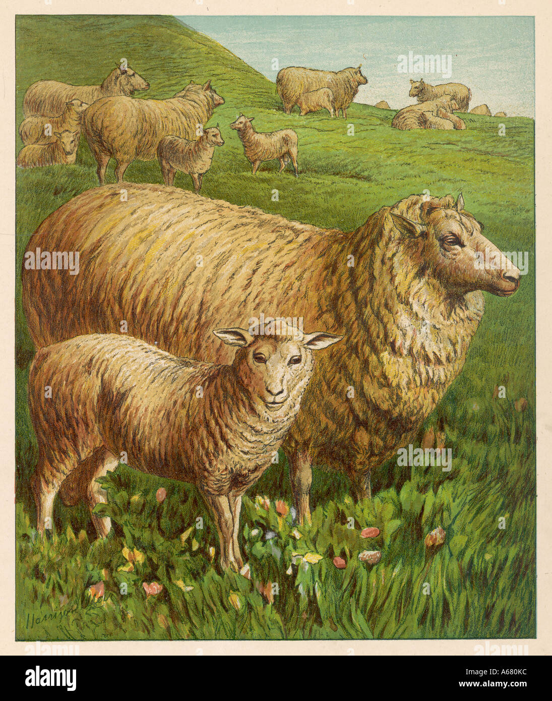 Sheep history hi-res stock photography and images - Alamy