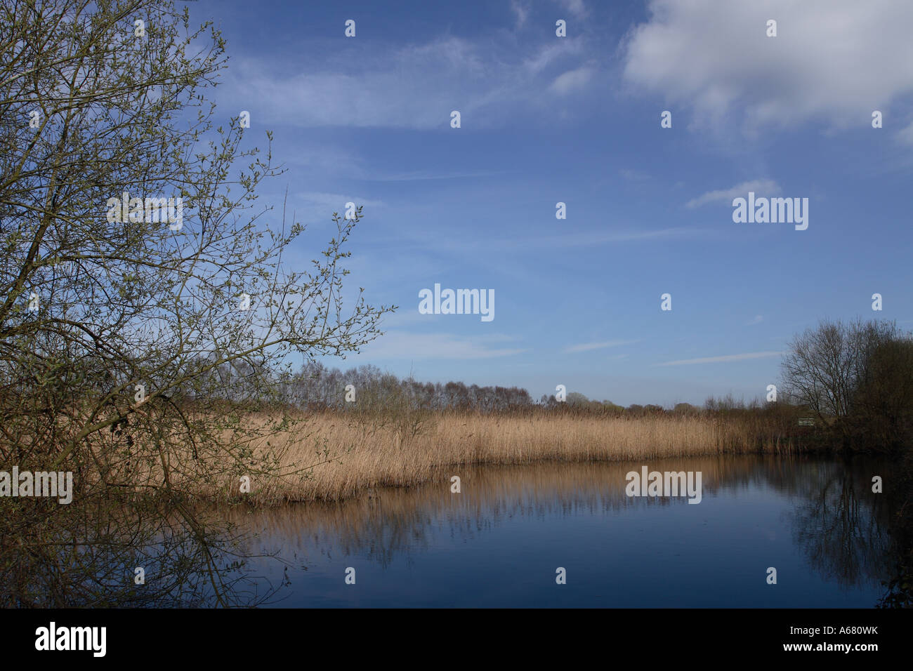 Shapwick Heath nature reserve part of the wetlands of the Somerset ...