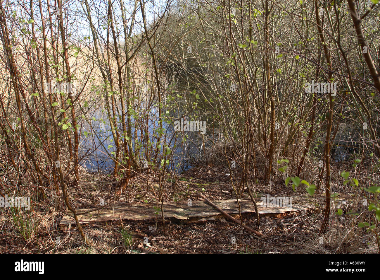 Sweet track somerset hi-res stock photography and images - Alamy