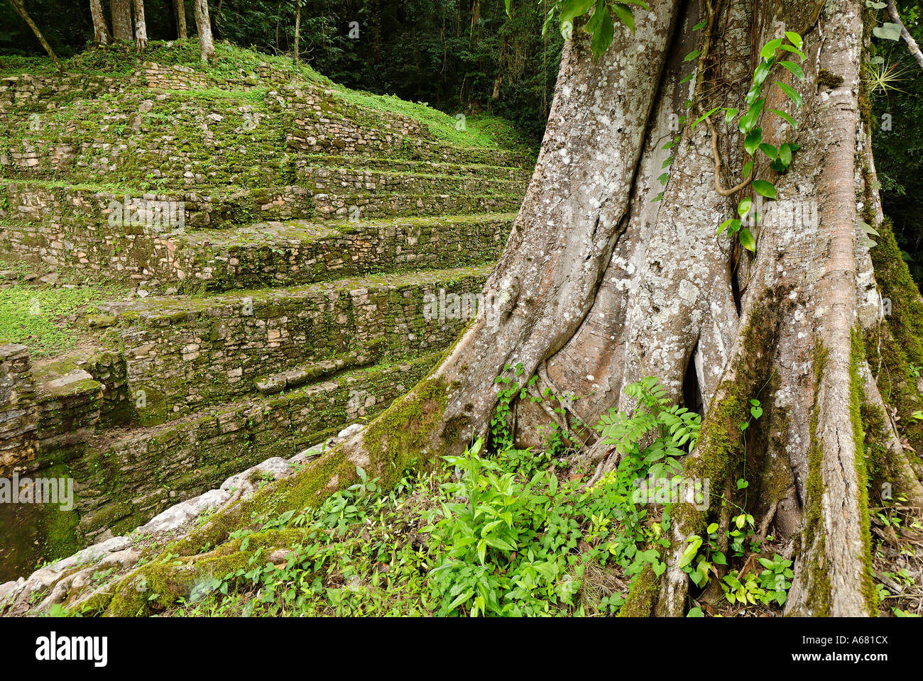 Yaxchilan, Selva Lacandona, Lakandonian Forest, Chiapas, Mexico Stock ...