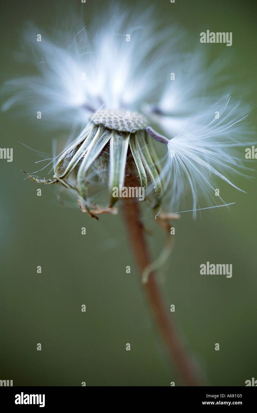 Seeds blowing from Dandelion seed head Stock Photo - Alamy