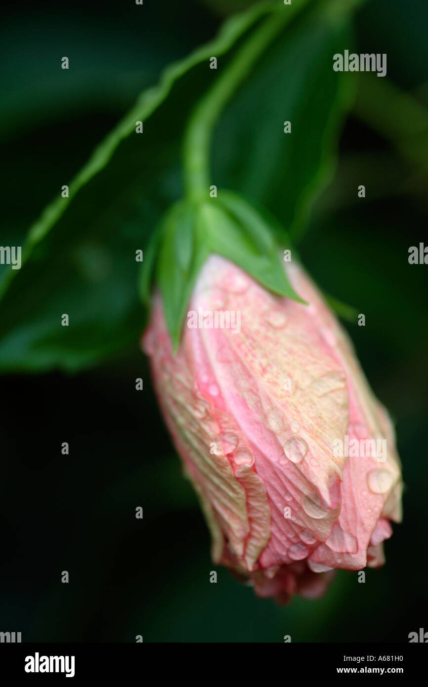 Hibiscus opening hi-res stock photography and images - Alamy